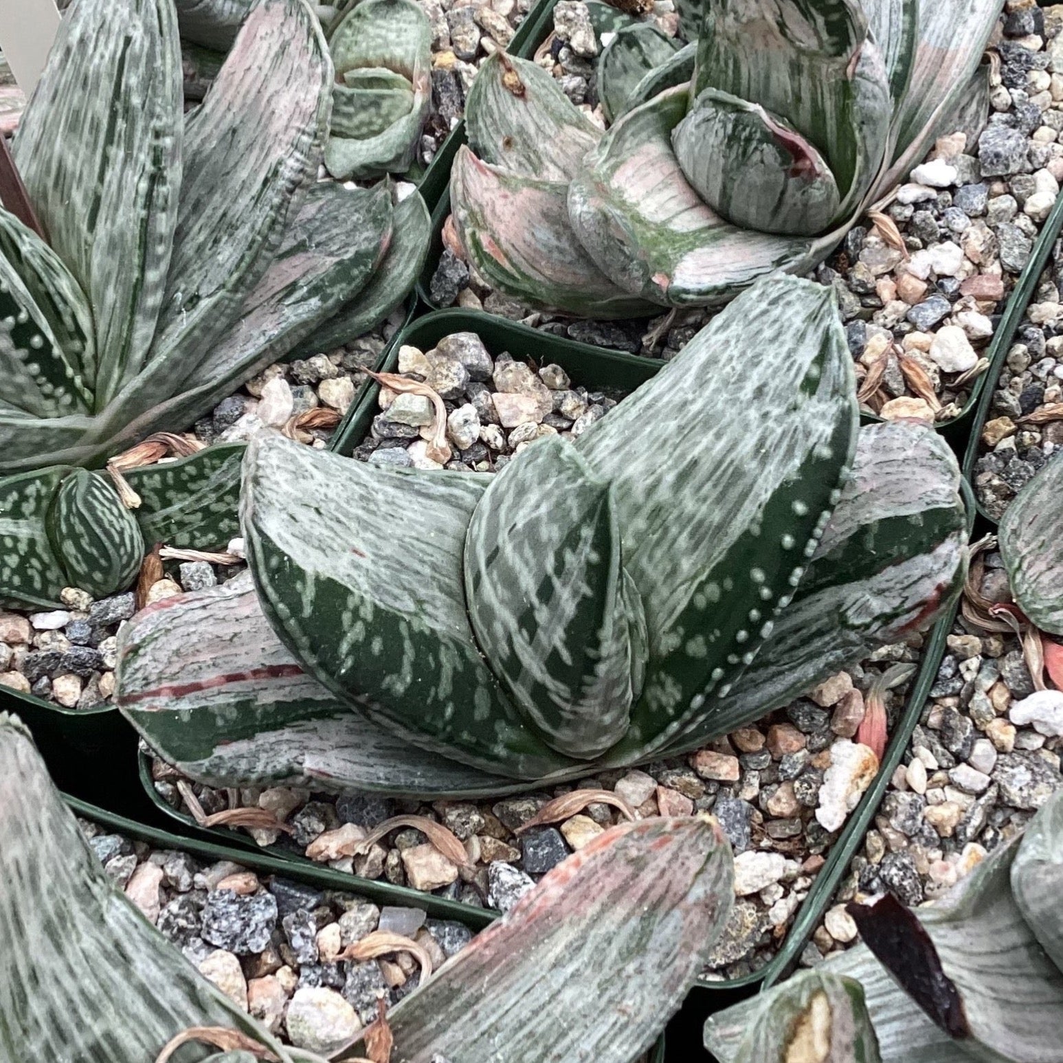 Gasteria cv. sakura fuji – Succulent Gardens