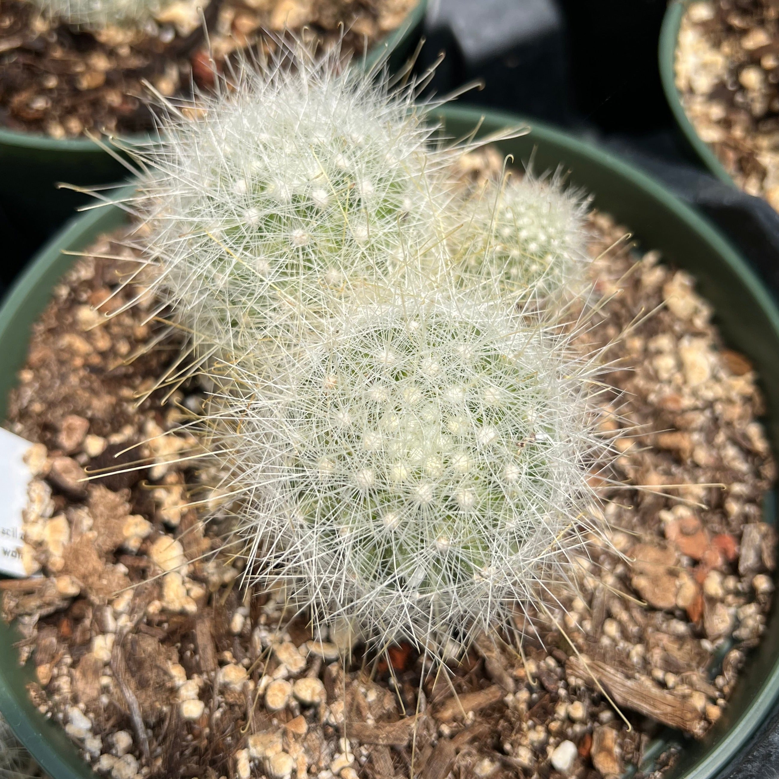 Mamilopsis senilis – Succulent Gardens