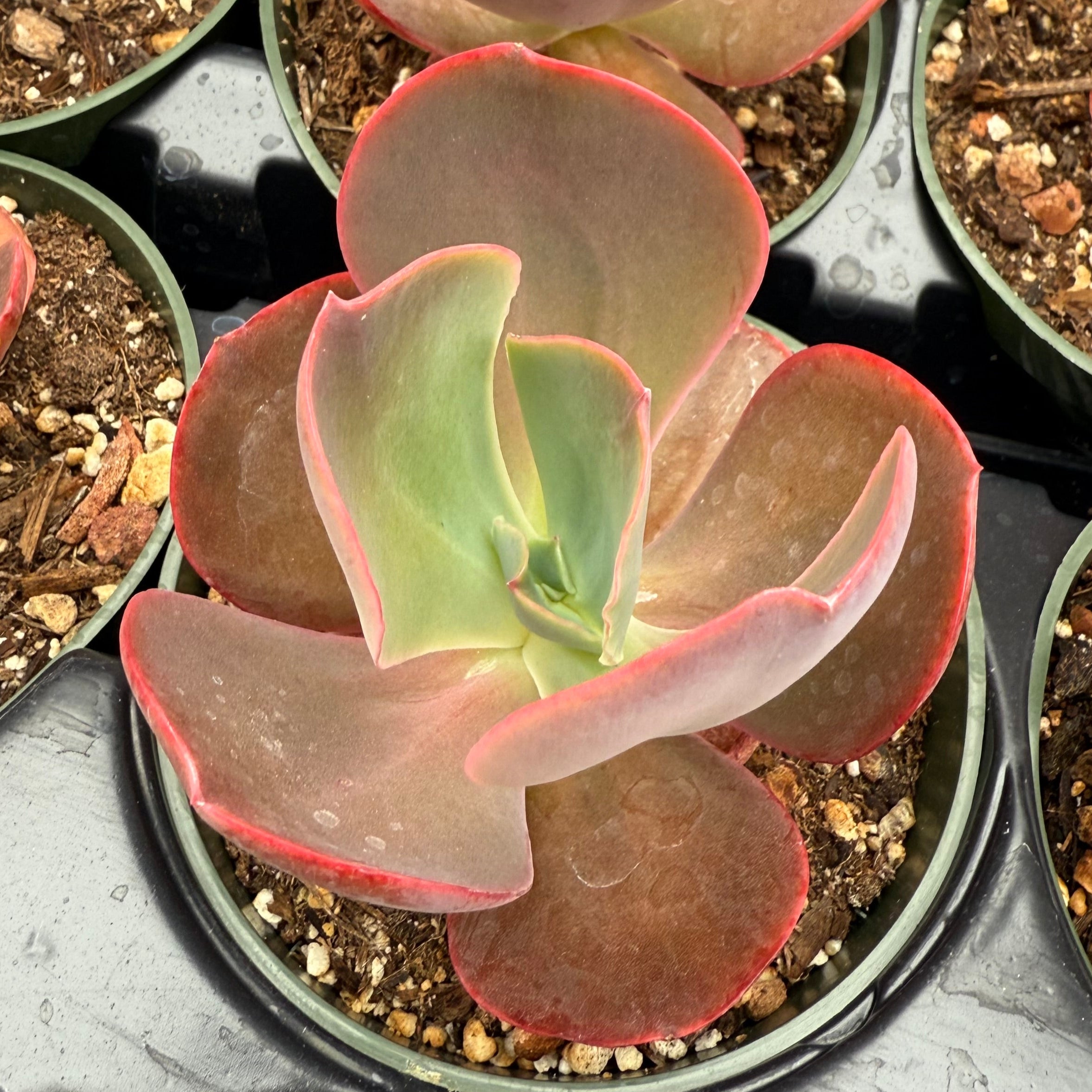 Echeveria 'Ruffled Red' – Succulent Gardens