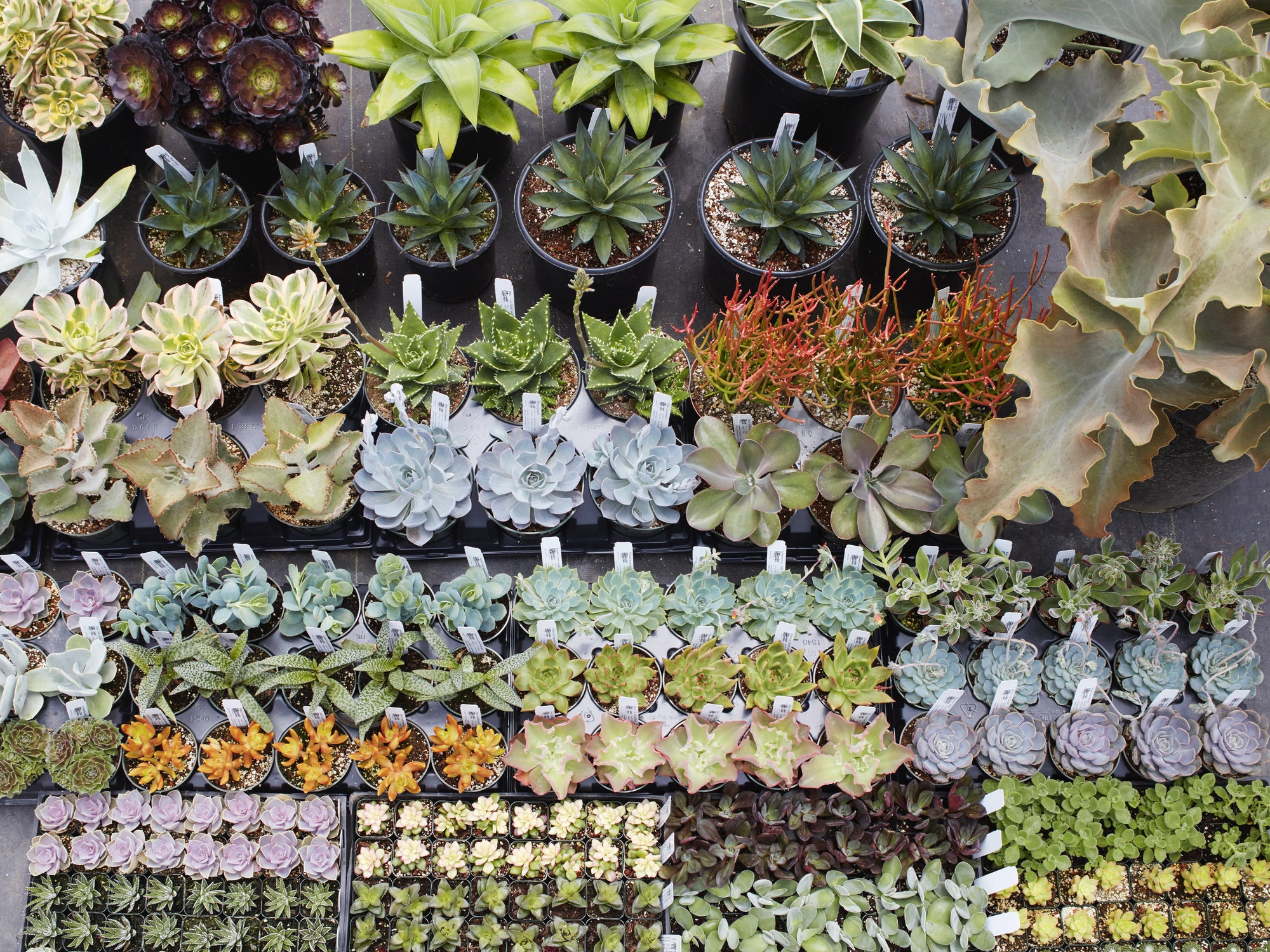 Succulent Gardens - Buy Succulents Online or Visit the Nursery