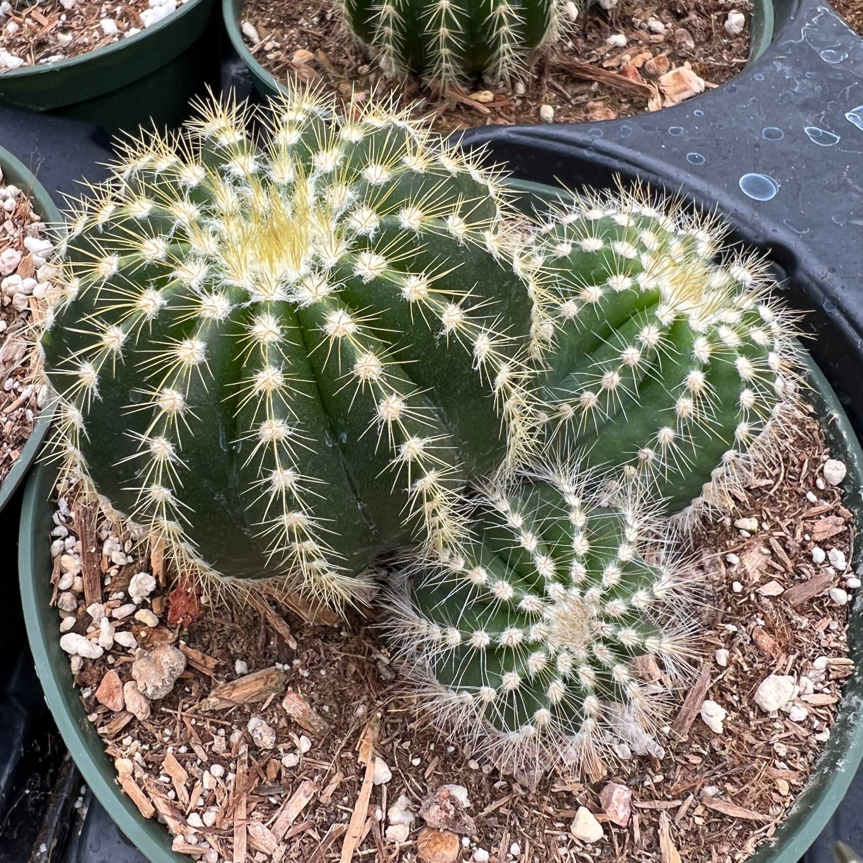 Notocactus magnificus – Succulent Gardens