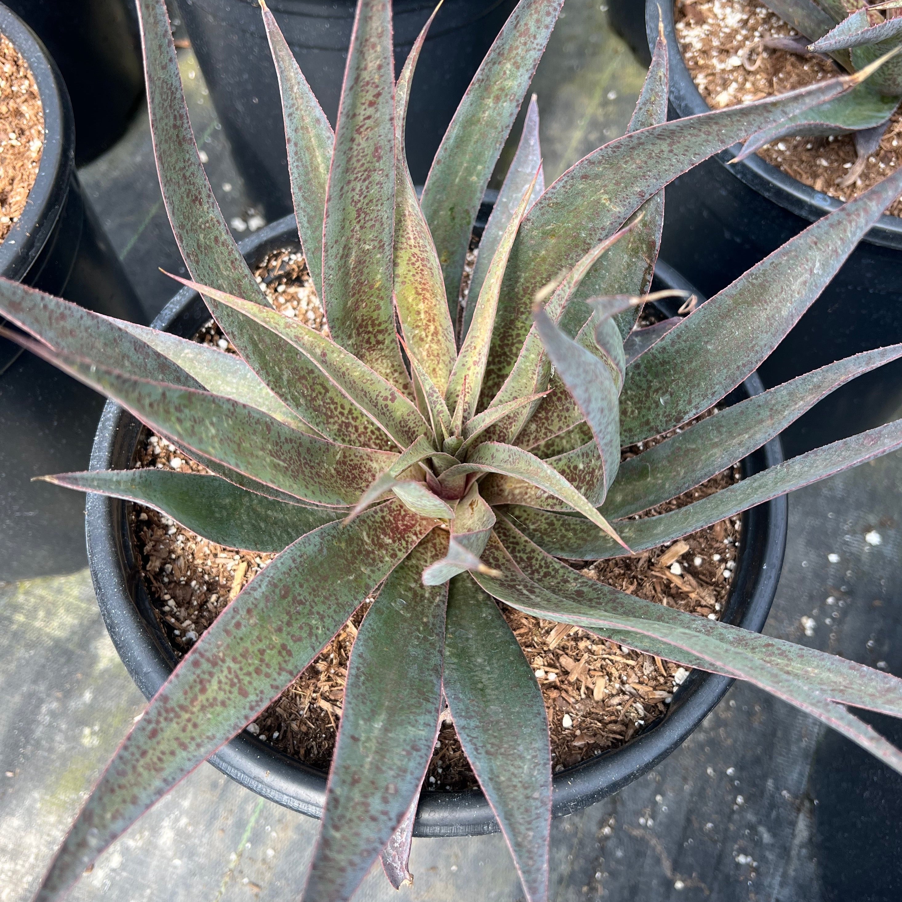 Hansara 'Jumping Jacks' – Succulent Gardens