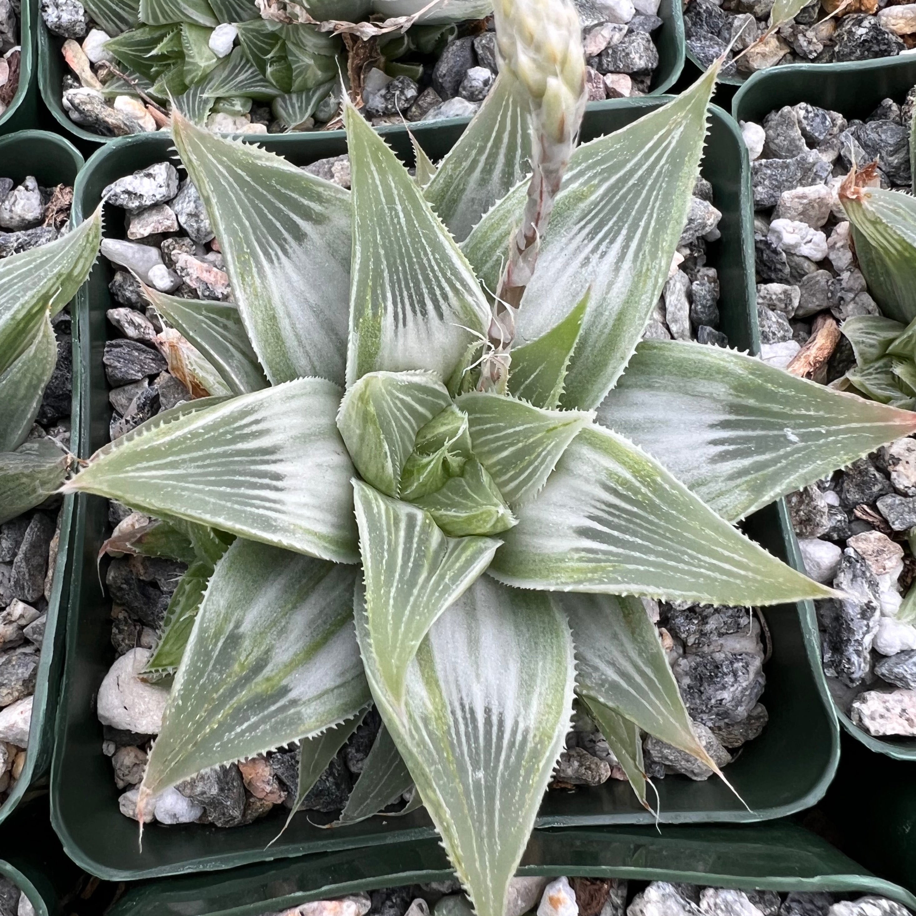 Haworthia retusa 'Grey Ghost' – Succulent Gardens