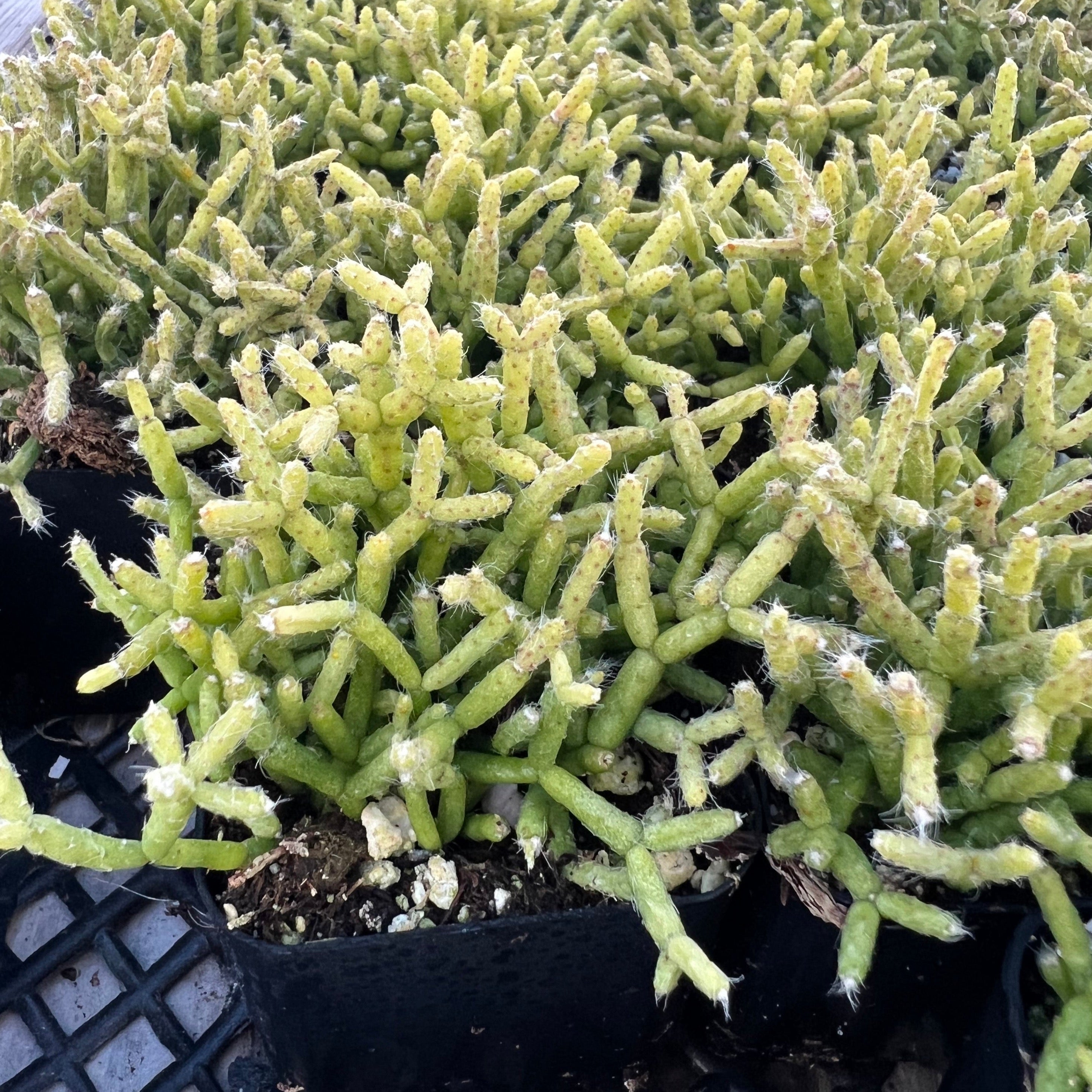 Rhipsalis prismatica – Succulent Gardens