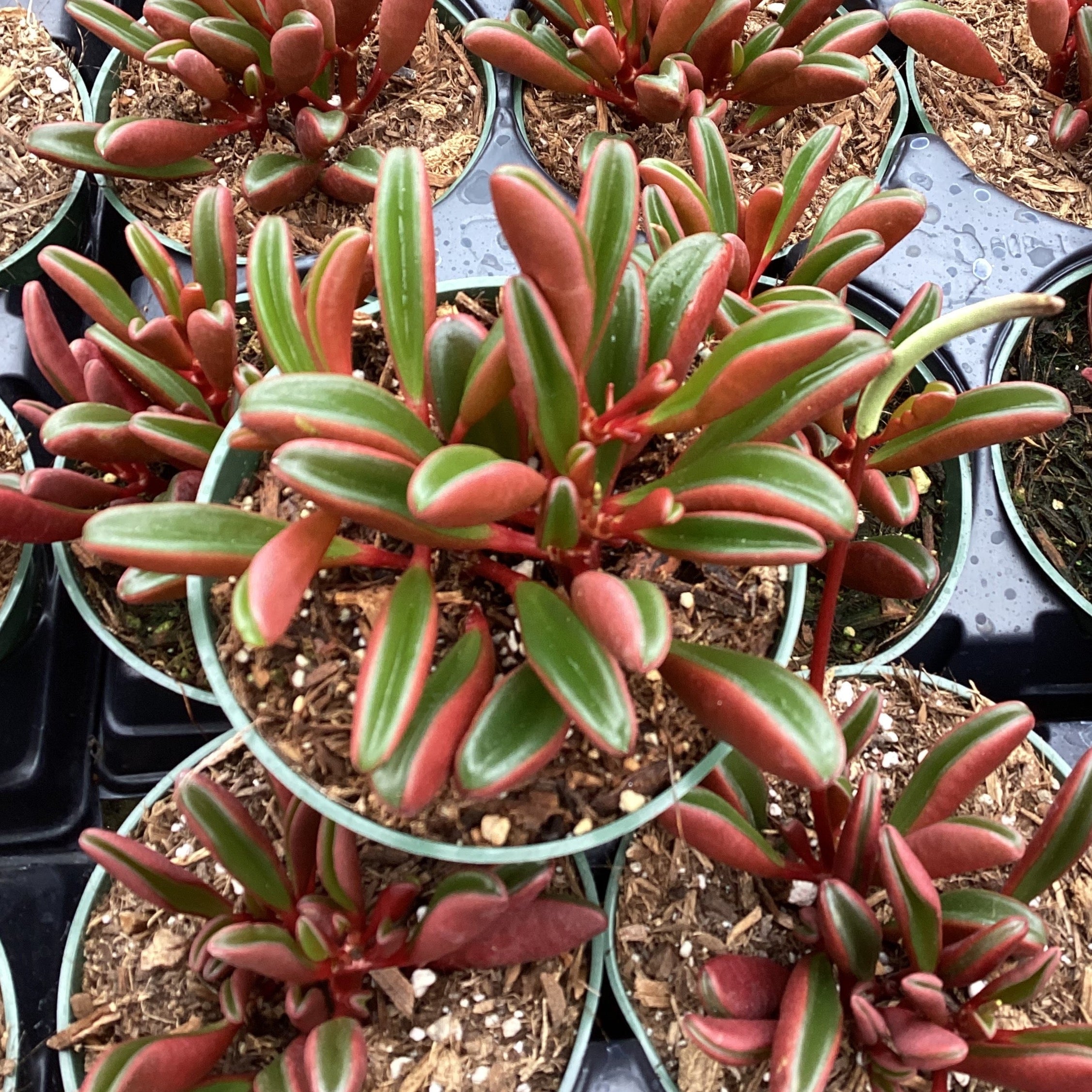Peperomia graveolens – Succulent Gardens