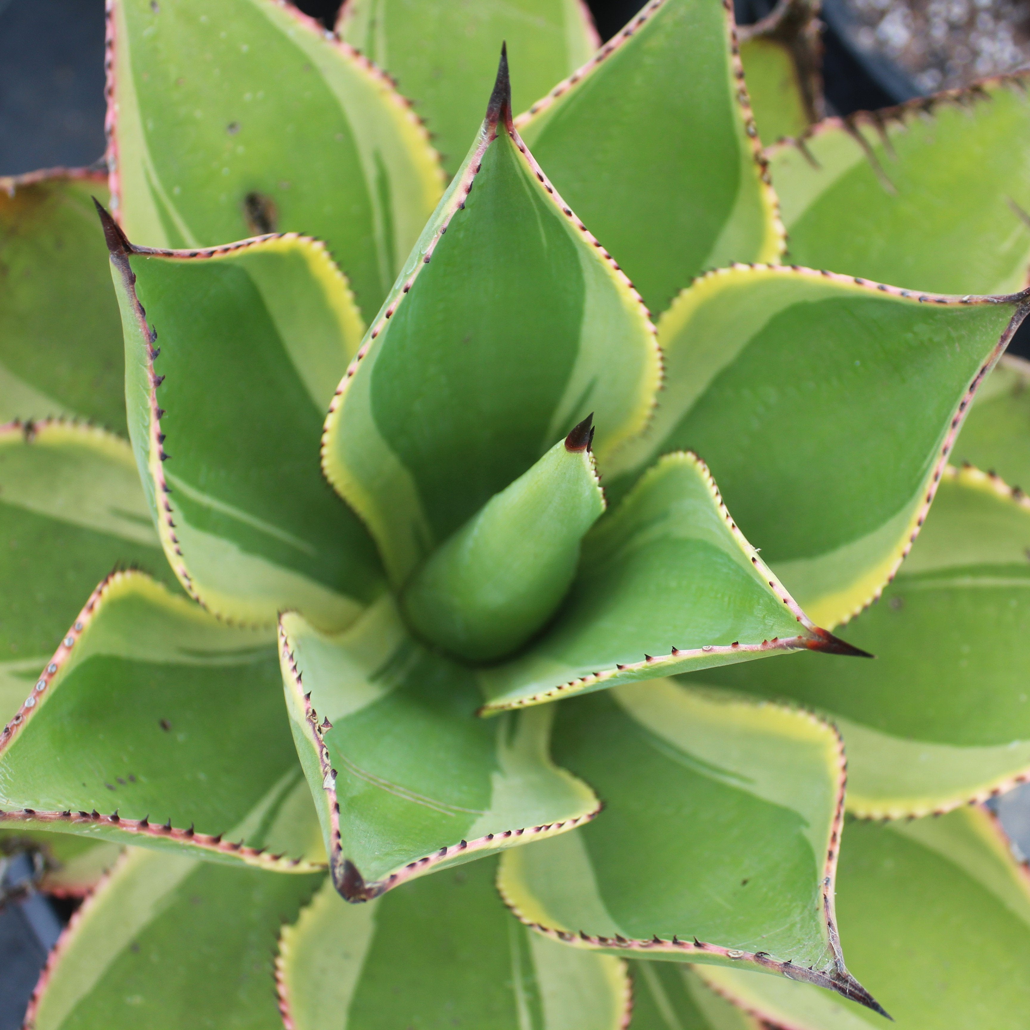 Agave celsii 'Multicolor' – Succulent Gardens