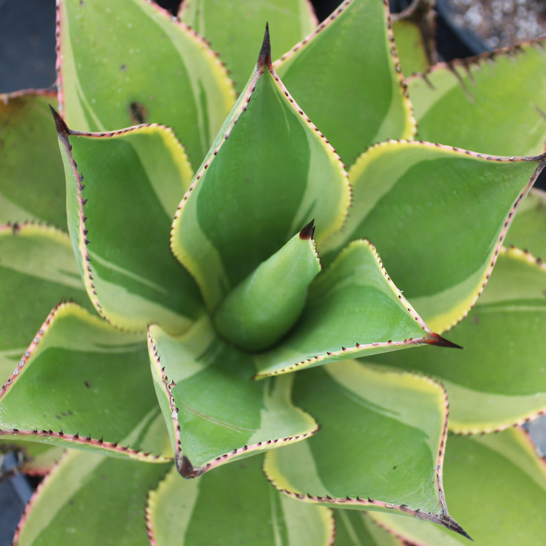 Agave celsii 'Multicolor' – Succulent Gardens