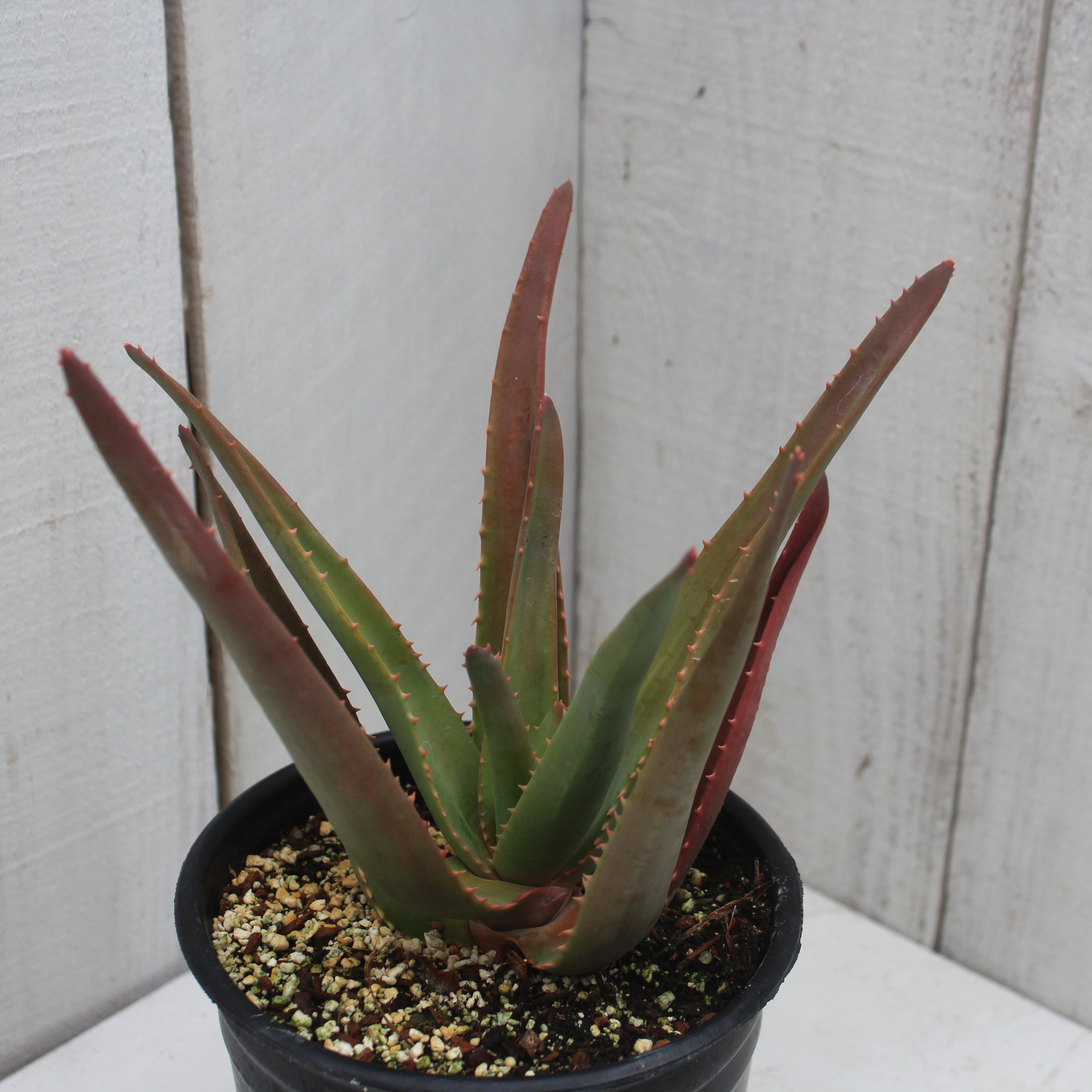 Aloe 'Hercules' – Succulent Gardens