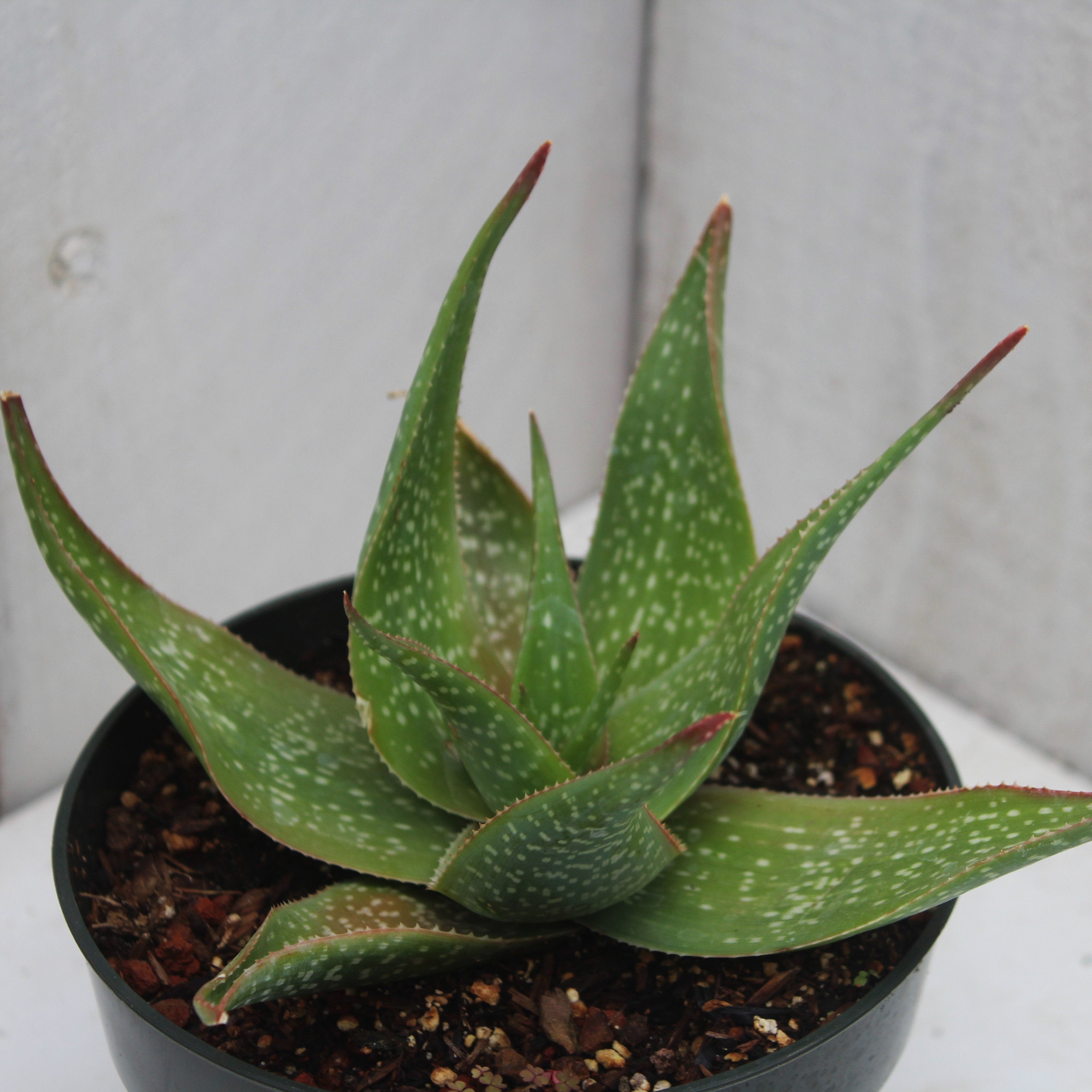 Aloe deltoideodonta – Succulent Gardens