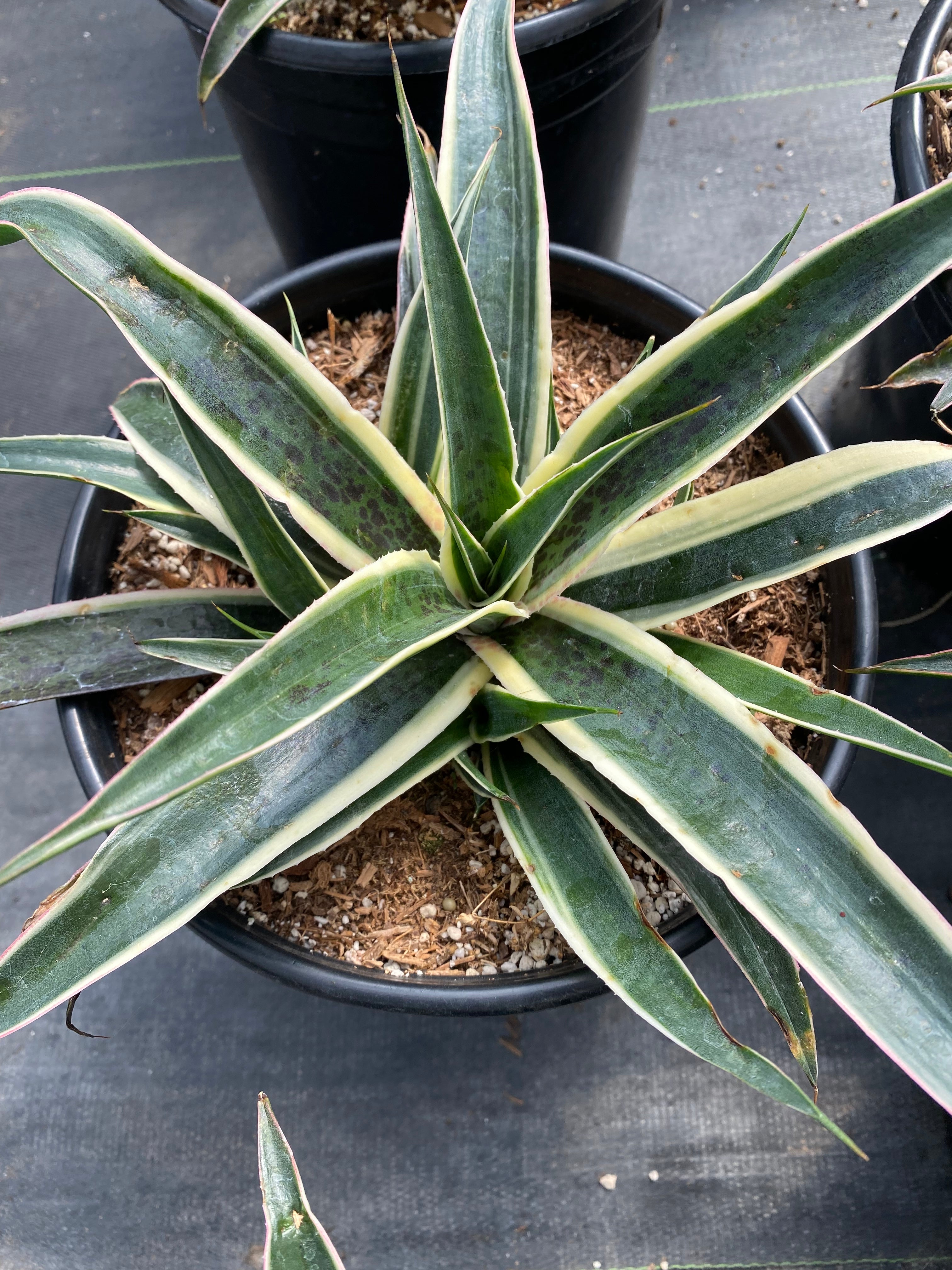 Mangave 'Snow Leopard' – Succulent Gardens