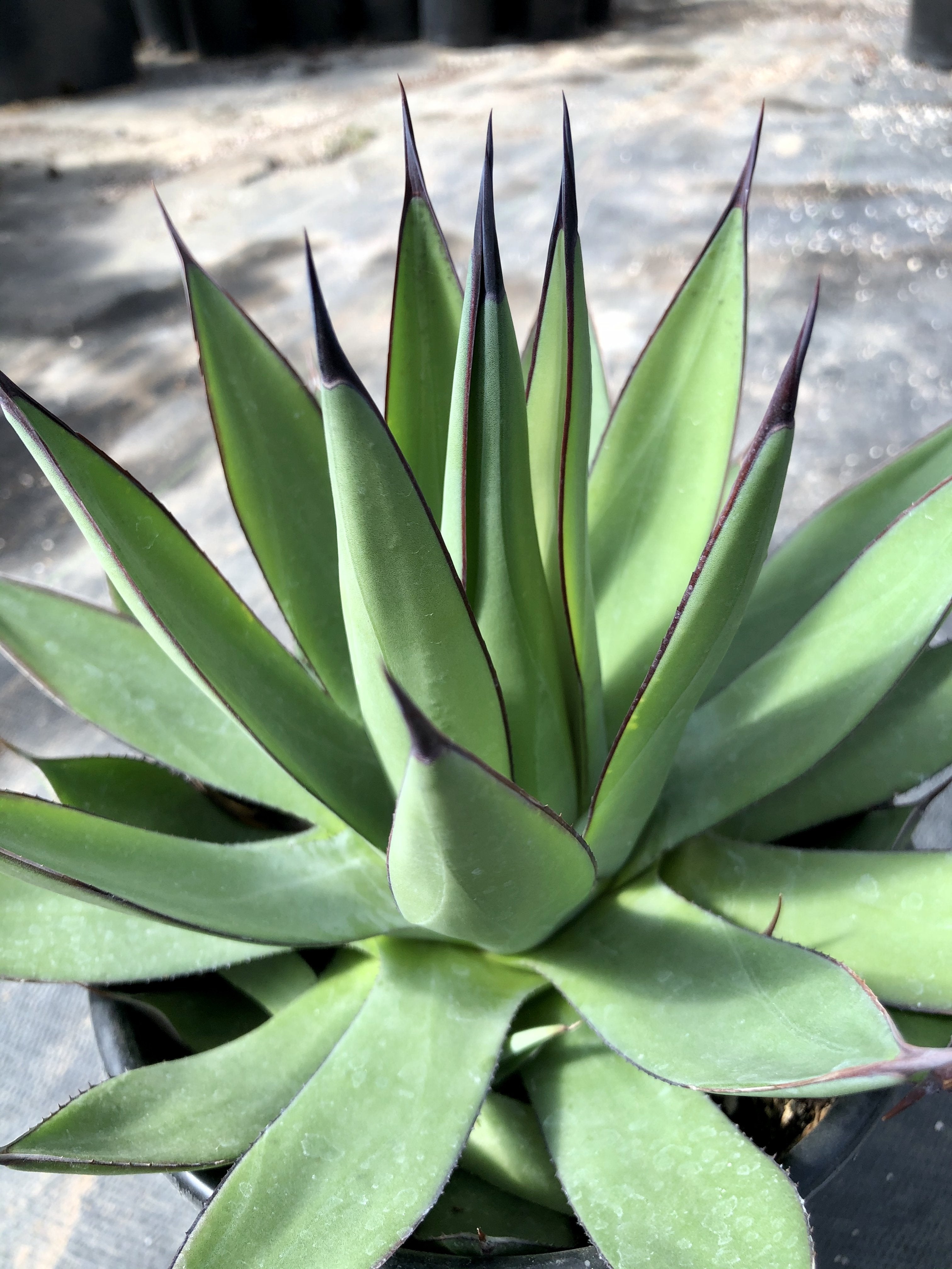 Agave 'Royal Spine' – Succulent Gardens