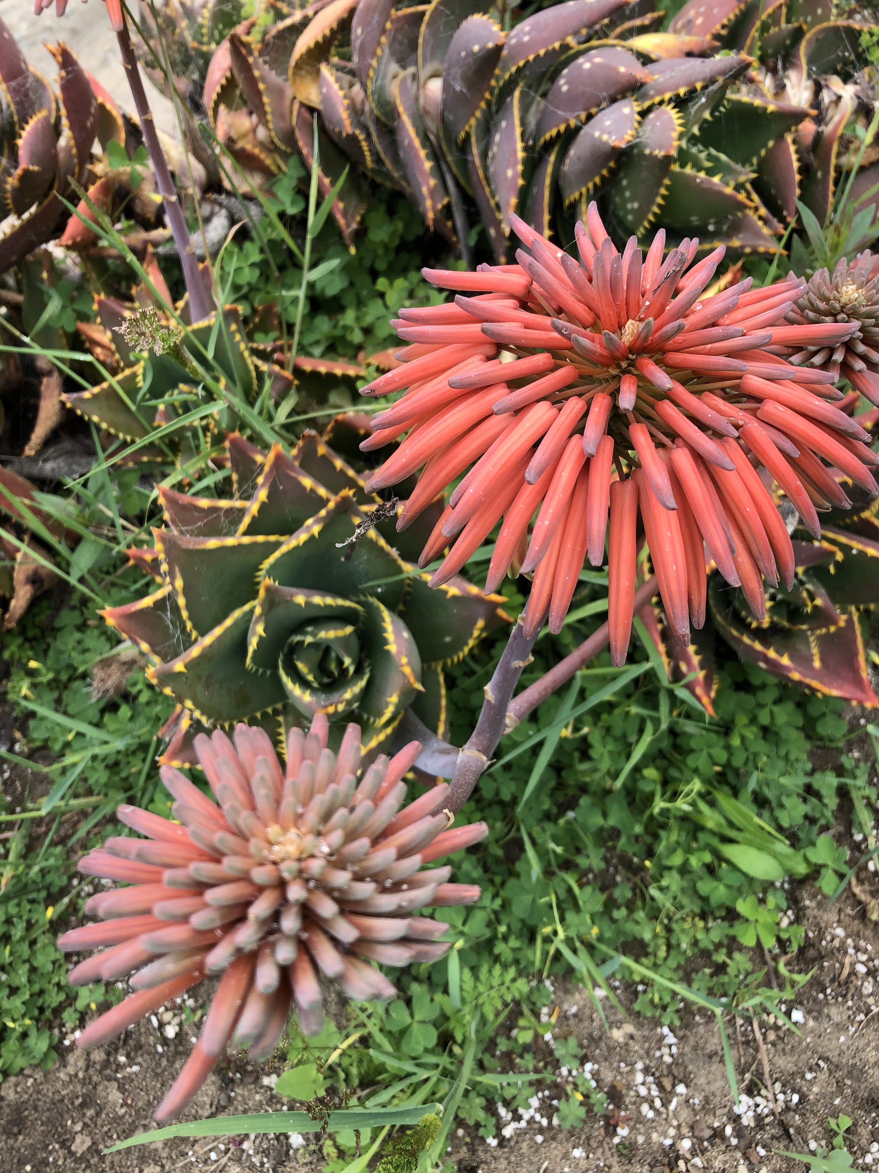 Aloe distans – Succulent Gardens