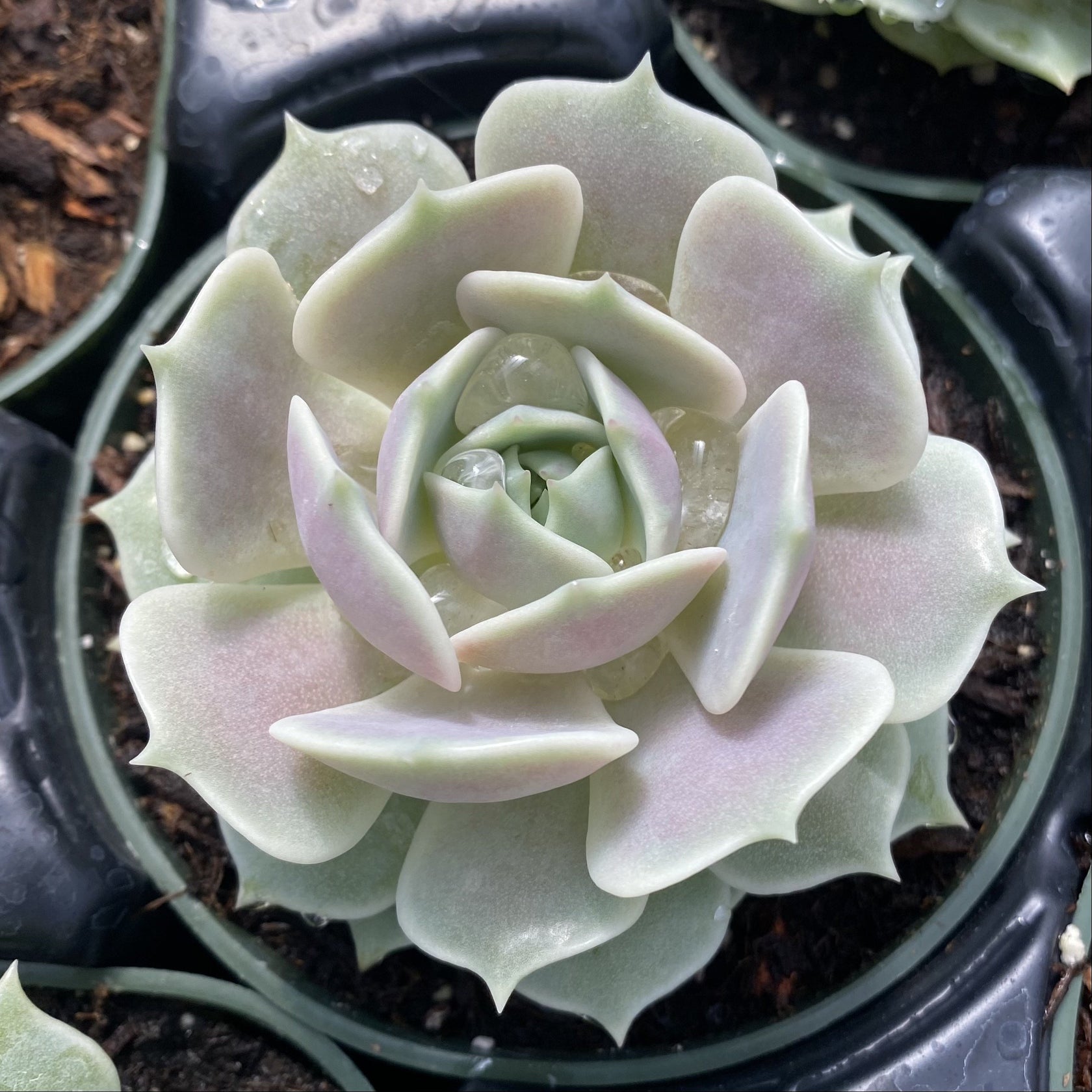 Echeveria 'Lola' – Succulent Gardens
