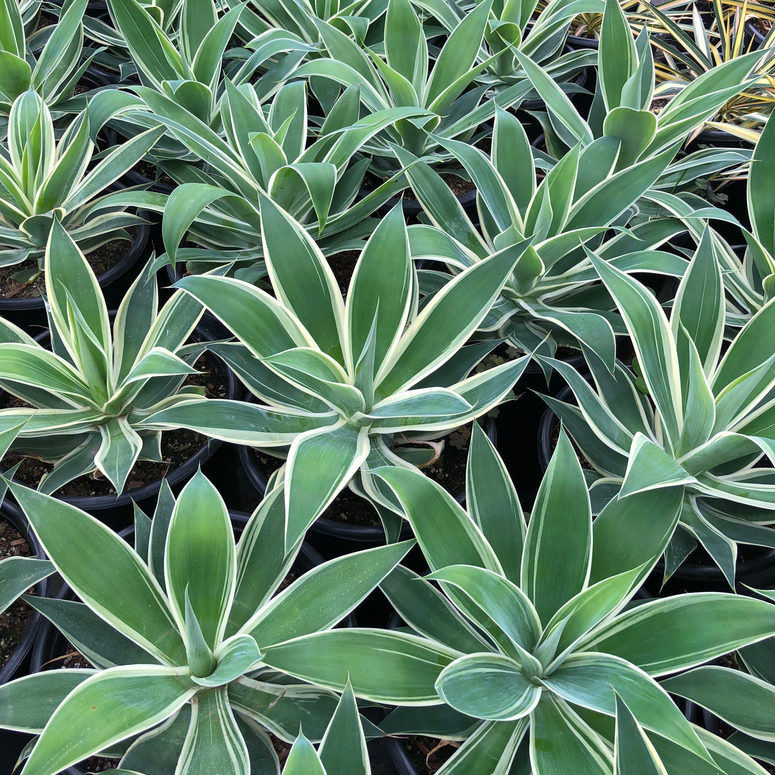 Agave attenuata 'Ray of Light' – Succulent Gardens